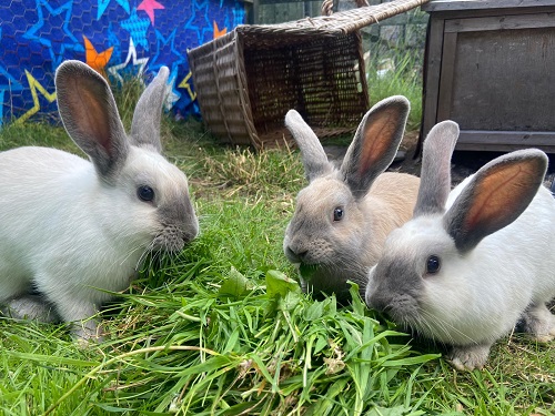 RSPCA West Dorset Branch Taylors Rehoming Centre